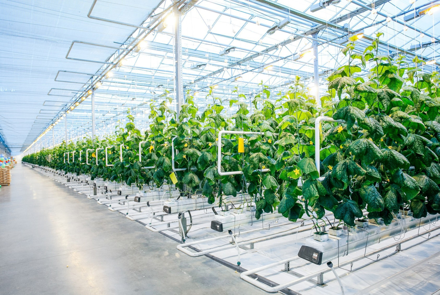 FoodTech Challenge | Food Security Challenges & Strategy